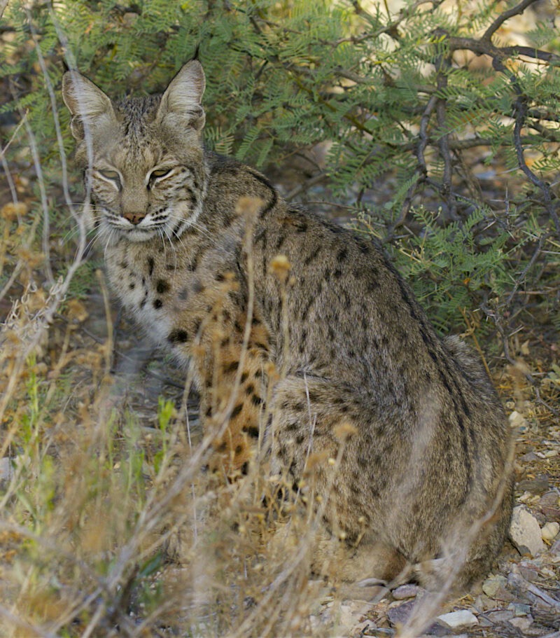 Wildlife Photos in Big Bend and South Texas – Angell Expeditions