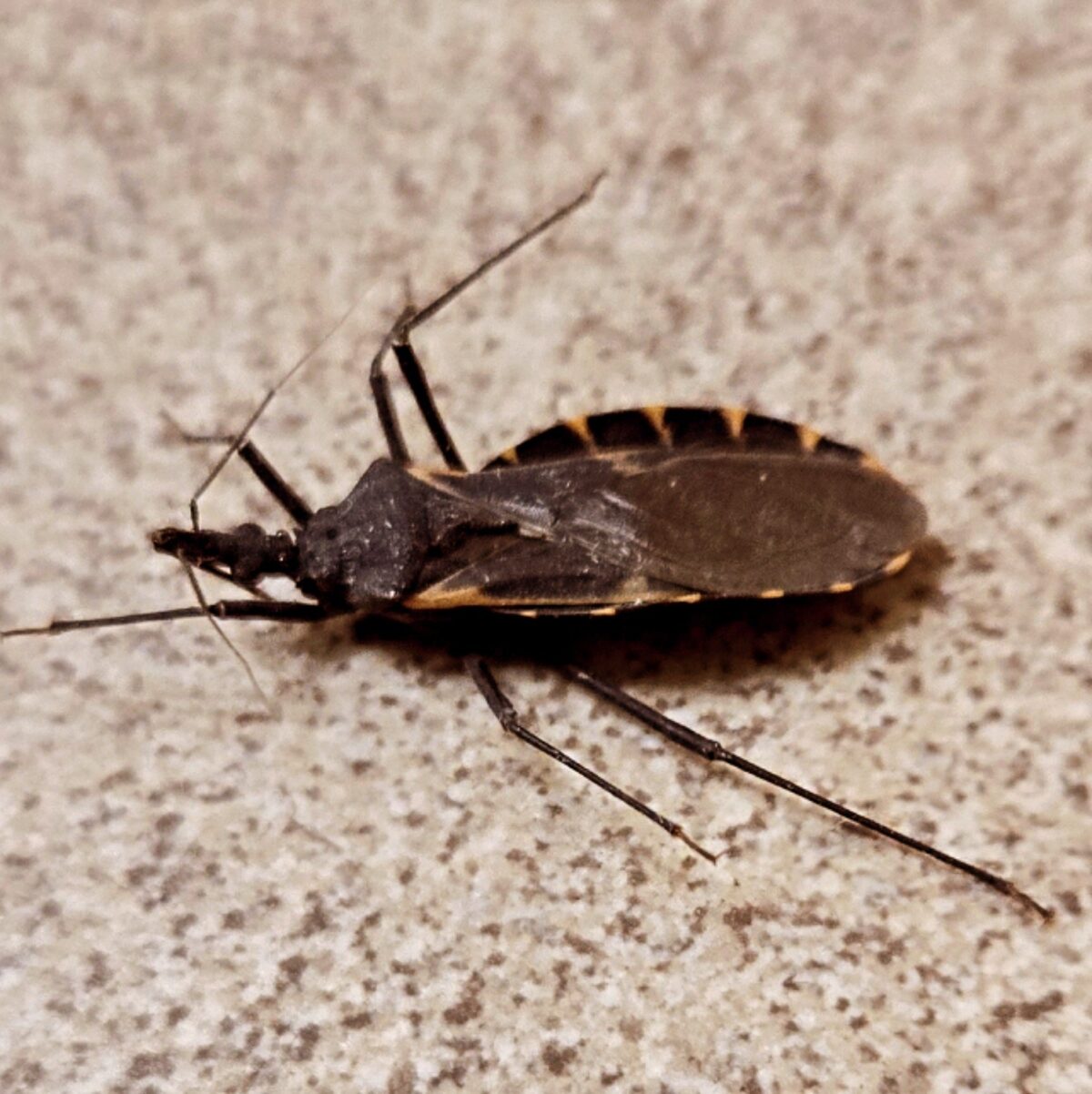 Wildlife Photos in Big Bend and South Texas – Angell Expeditions