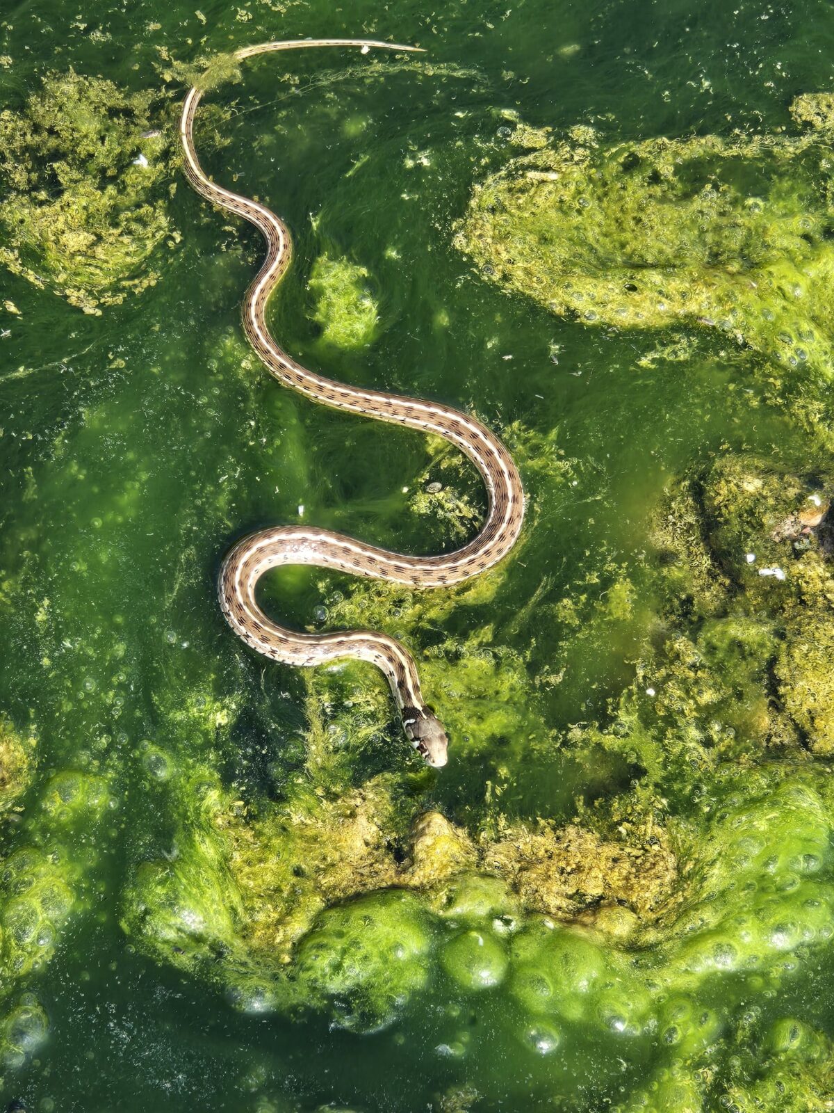 Wildlife Photos in Big Bend and South Texas – Angell Expeditions